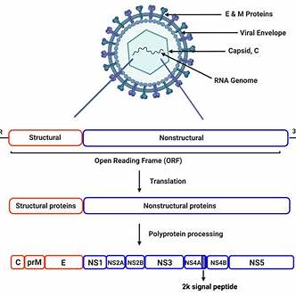 Hyundai Bioscience Develops Granule-Type Dengue Treatment… Accelerates ...